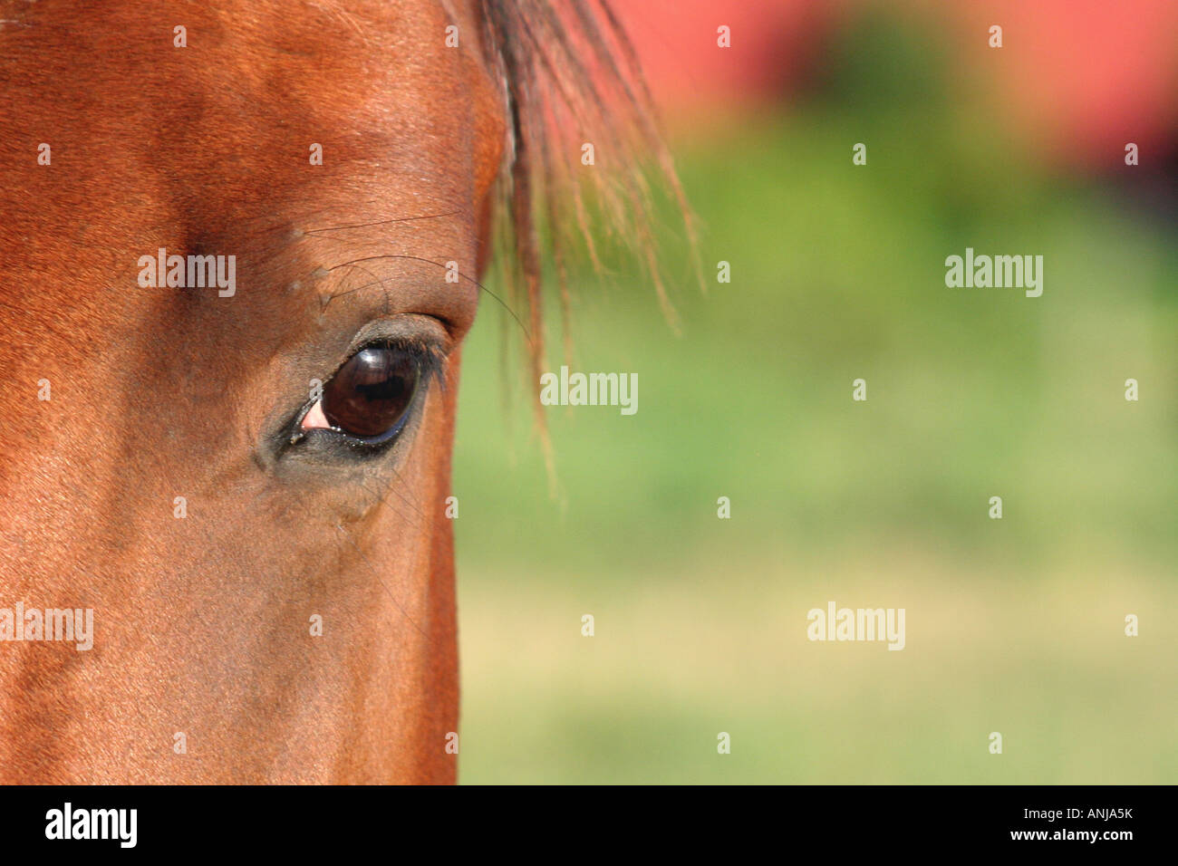 Stud eye hi-res stock photography and images - Alamy