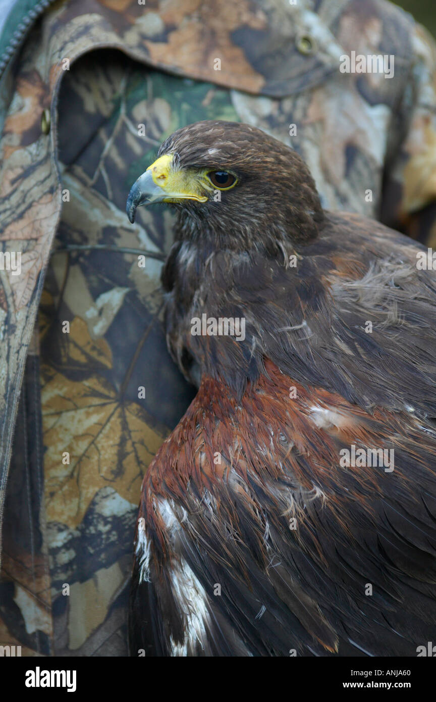Falconer falcon hawk hi-res stock photography and images - Alamy