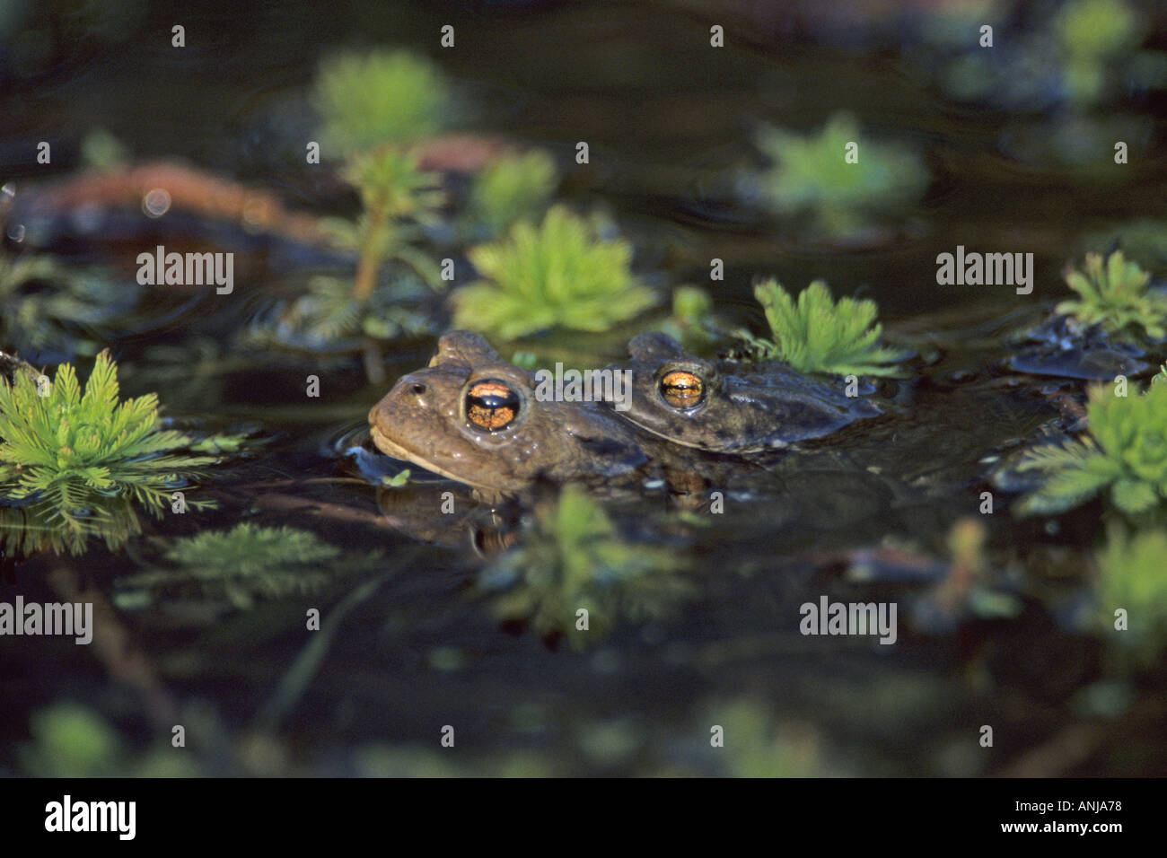 Eurasian watermilfoil hi-res stock photography and images - Alamy