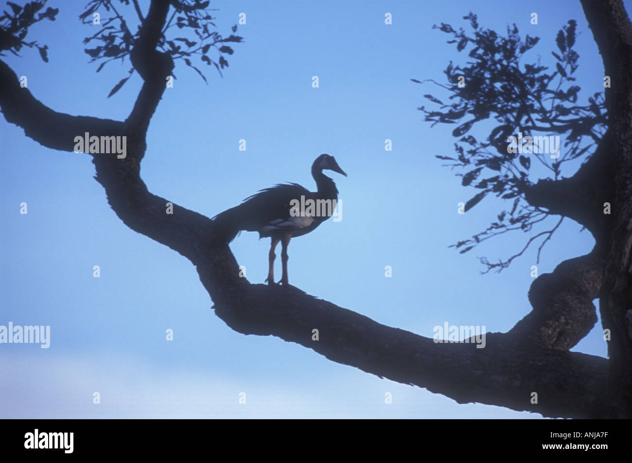 Spur-winged Goose Plectropterus gambensis Stock Photo - Alamy
