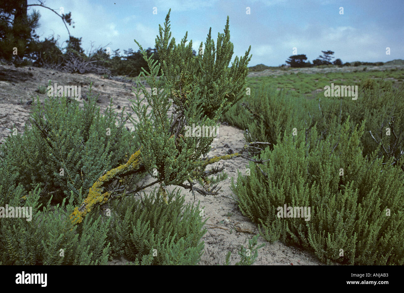 sueada bush showing lichen coastal dunes norfolk uk Stock Photo - Alamy