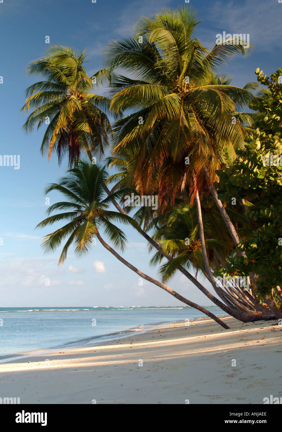 Pigeon Point Beach, Tobago, Caribbean, West Indies Stock Photo - Alamy