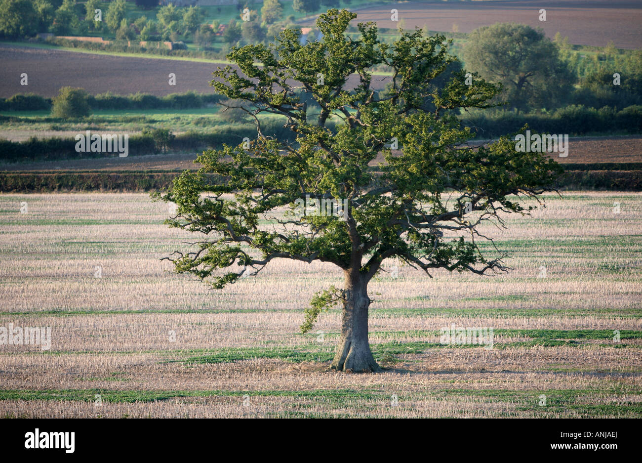 Phylum magnoliophyta hi-res stock photography and images - Alamy