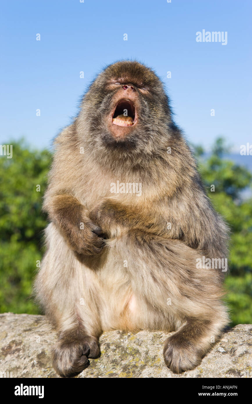 Gibraltar ape angry hi-res stock photography and images - Alamy