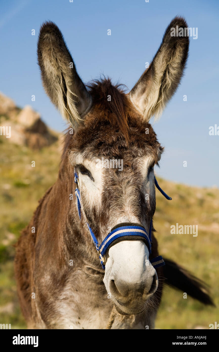 Donkey Equus asinus Stock Photo - Alamy