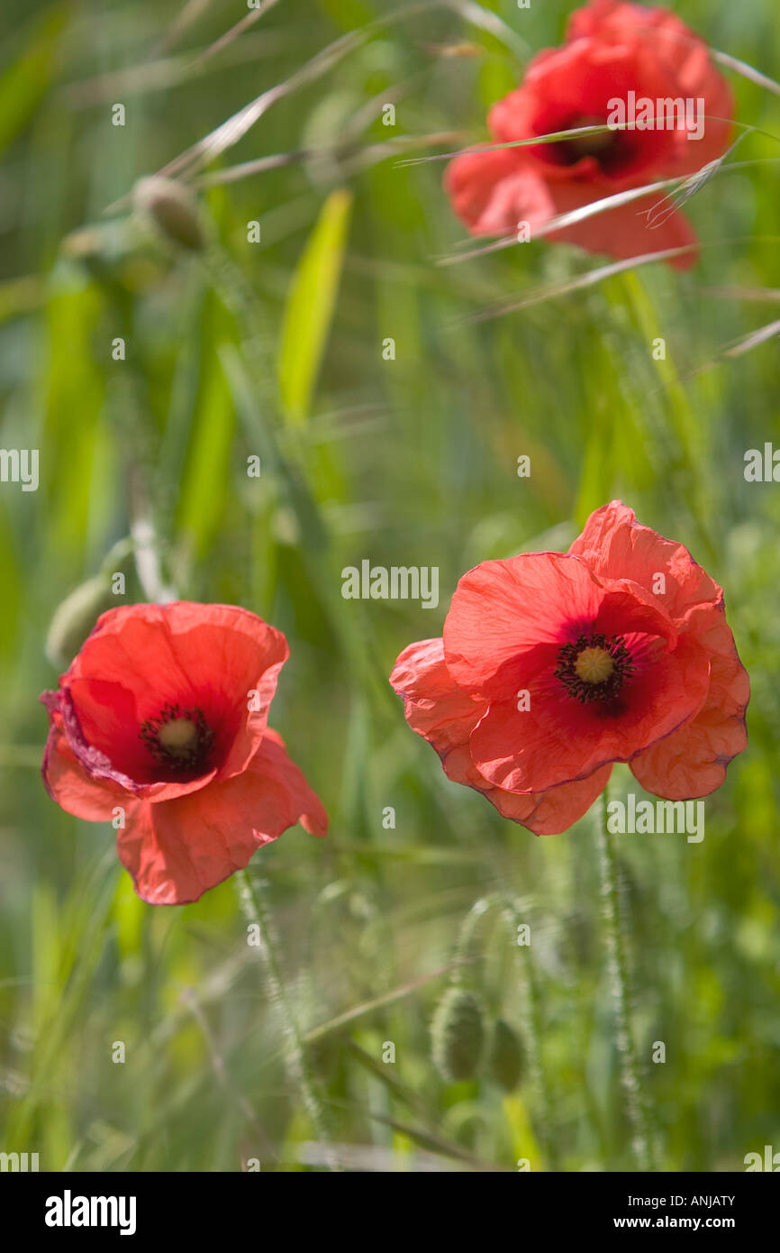 Three poppy hi-res stock photography and images - Alamy