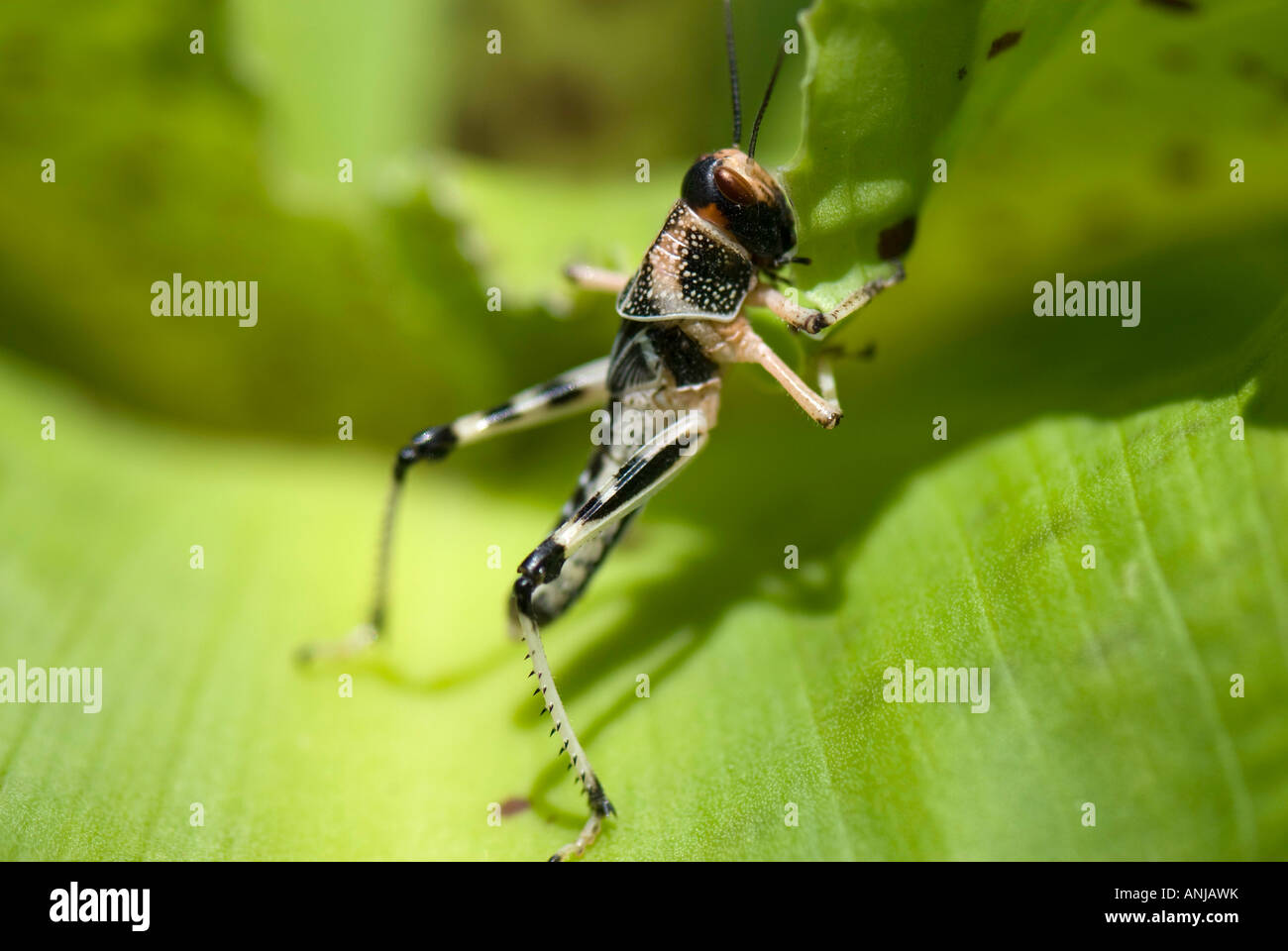 locust eating leaf Stock Photo - Alamy
