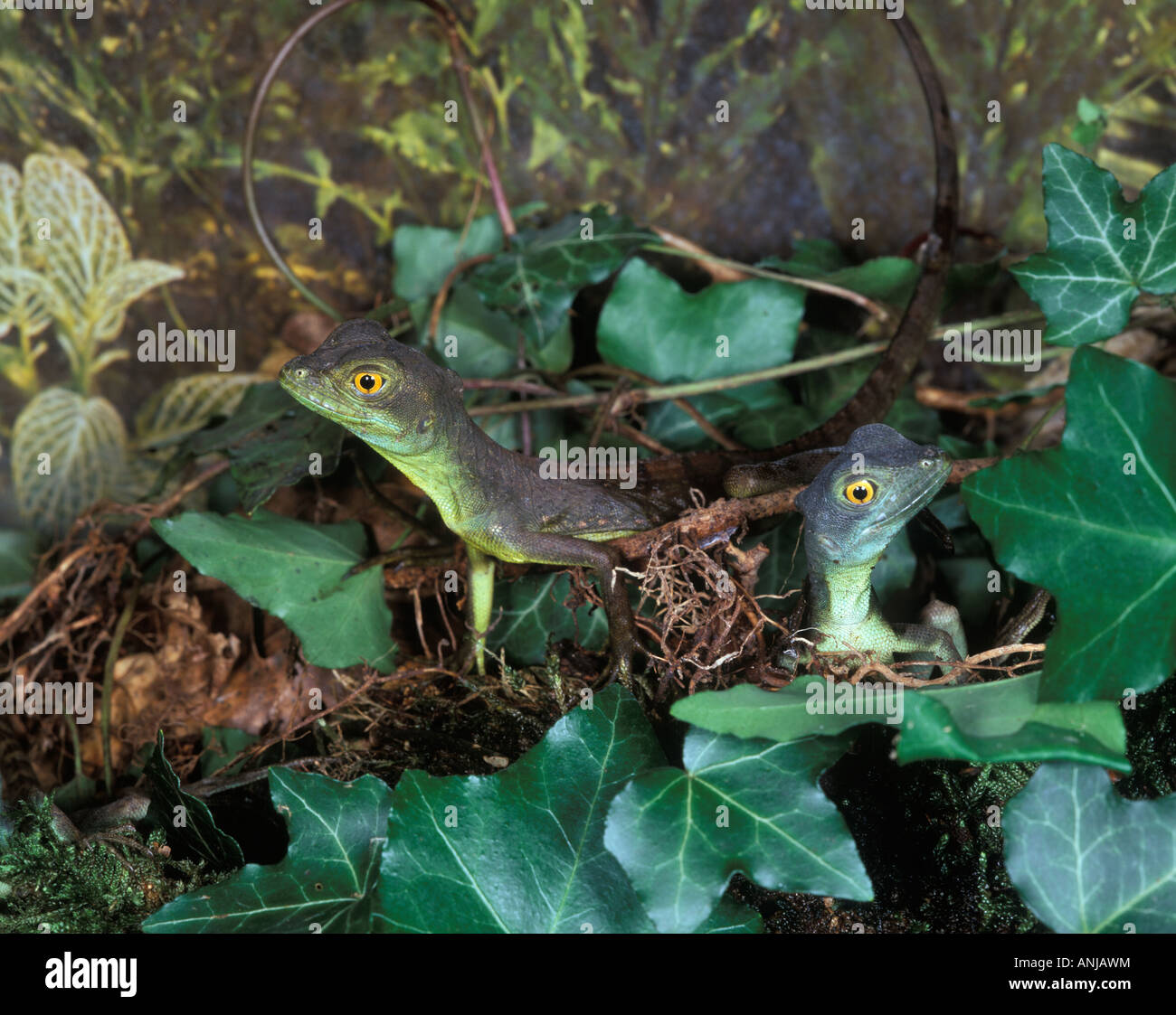 1370019 basalisk green basalisk hi-res stock photography and images - Alamy
