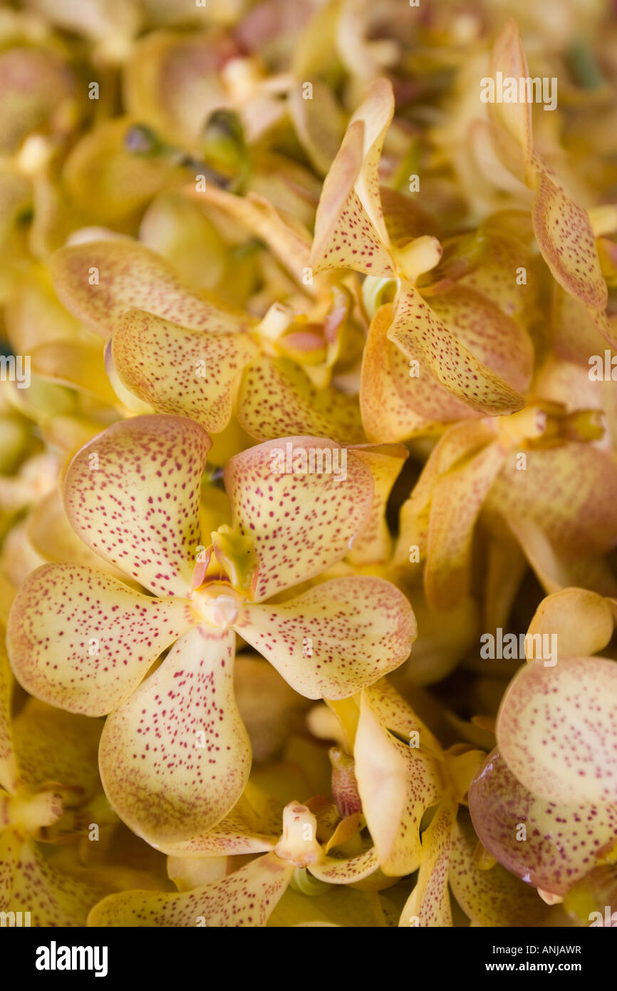 Ton lamyai hi-res stock photography and images - Alamy