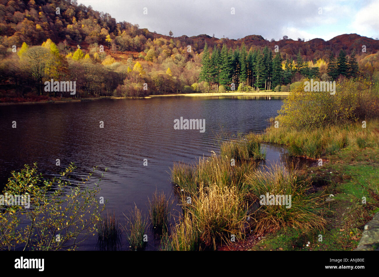 Yew tree tarn hi-res stock photography and images - Alamy