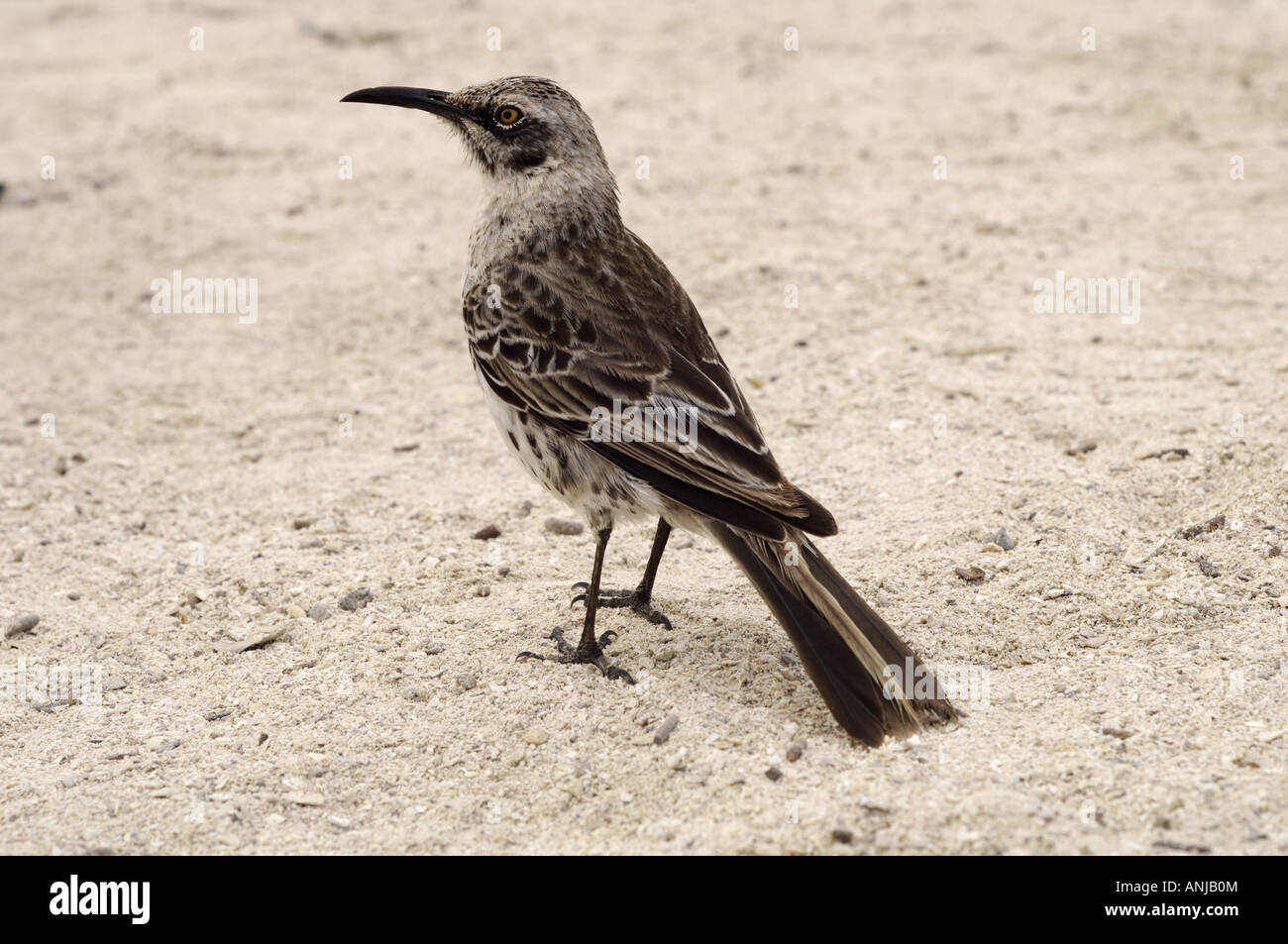 Mockingbird mocking bird hi-res stock photography and images - Alamy