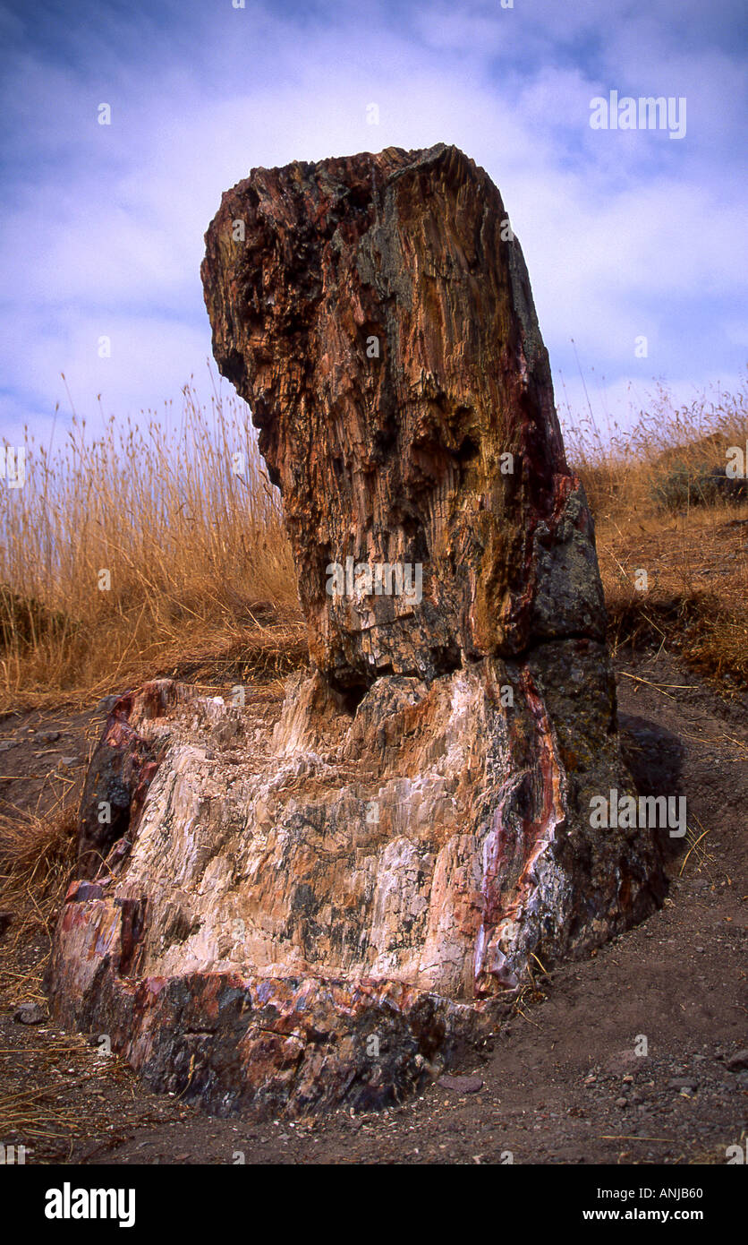 Petrified Treetrunk The Petrified Forest Lesvos Greek Islands Greece ...