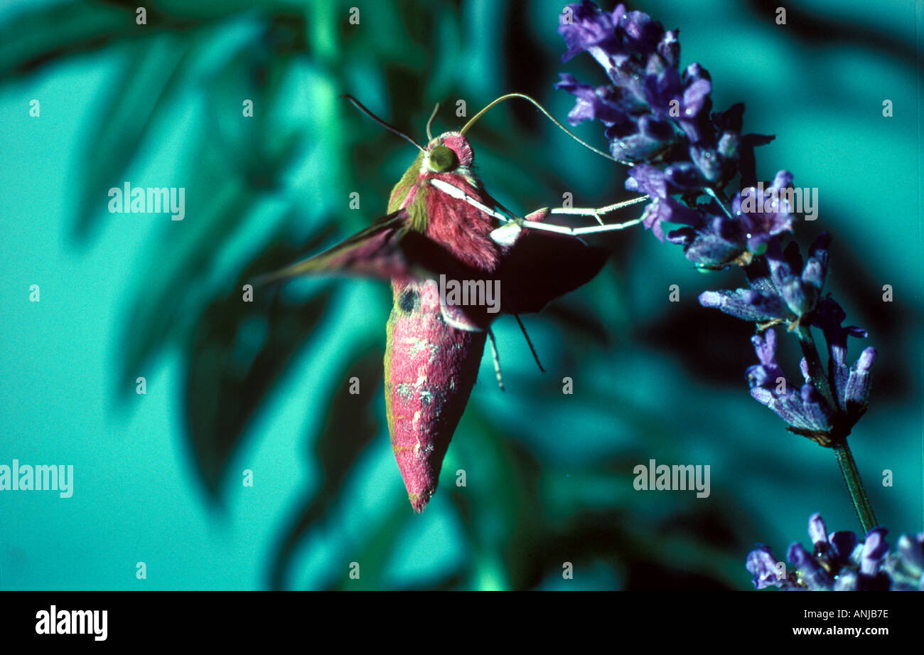 Elephant Hawk Moth Feeding Stock Photo - Alamy