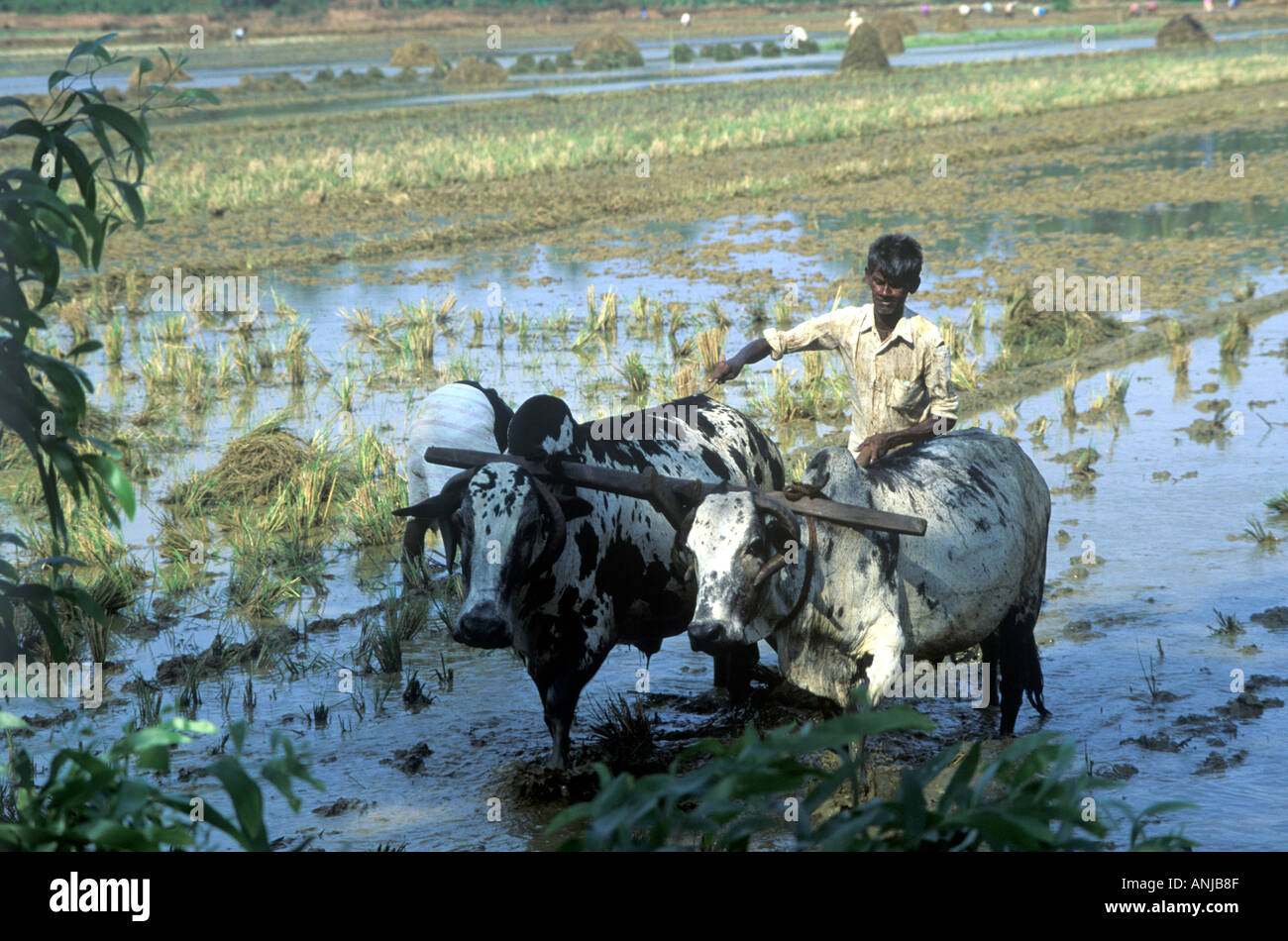 Paddy Field Worker India Stock Photo - Alamy
