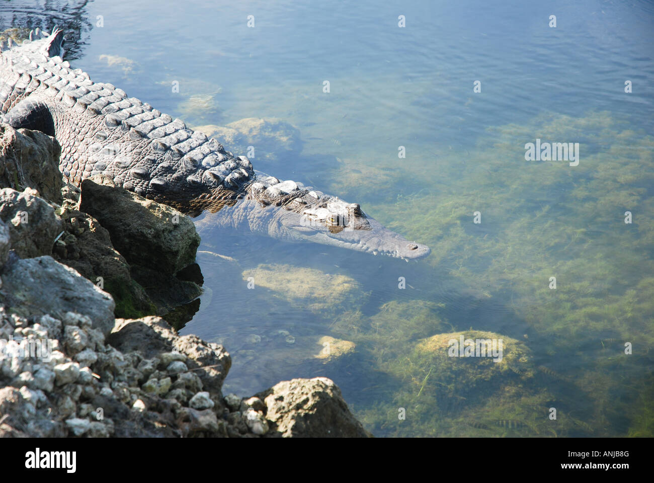 American crocodile Crocodylus acutus adult near Miami Florida ...