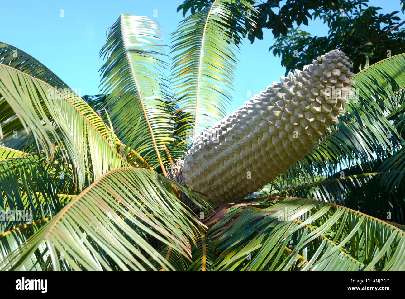Microcycas calocoma with mature cone Cycad Endemic to Western Cuba ...