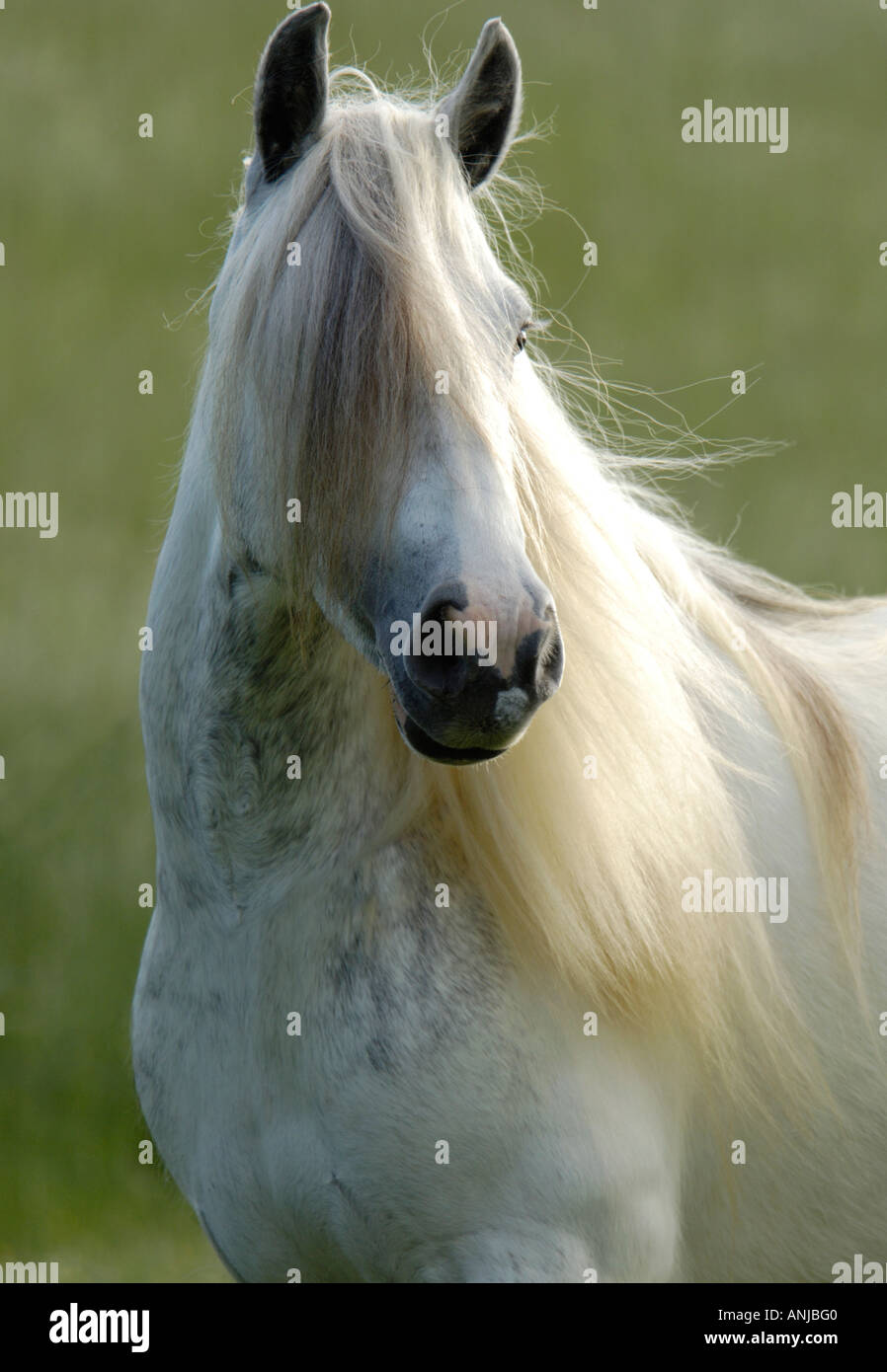 Flowing mane hi-res stock photography and images - Alamy