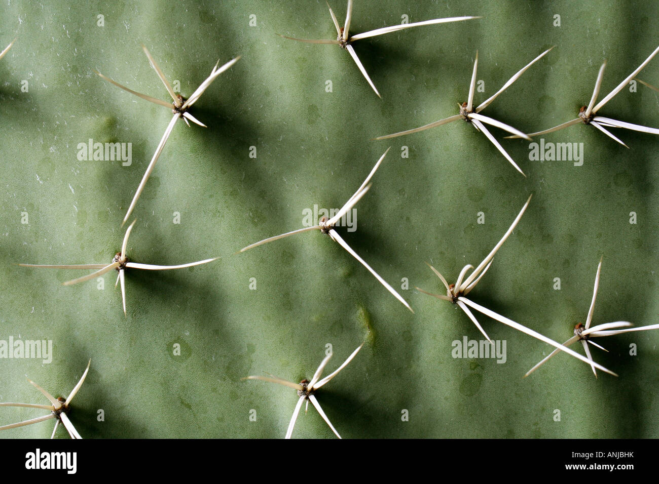 Cactus adaptation hi-res stock photography and images - Alamy