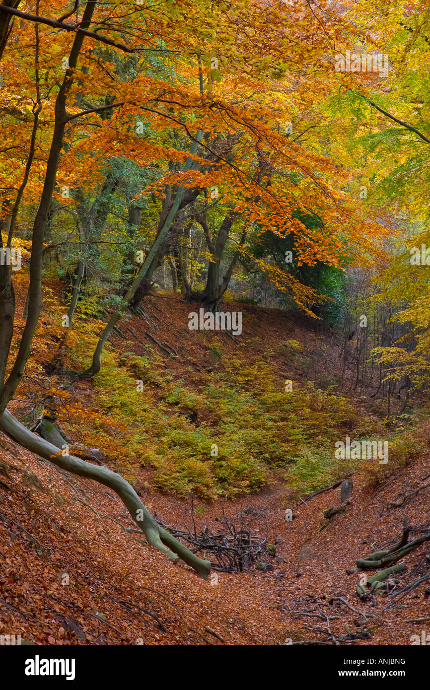 Autumn colours in a wood in surrey England Stock Photo - Alamy