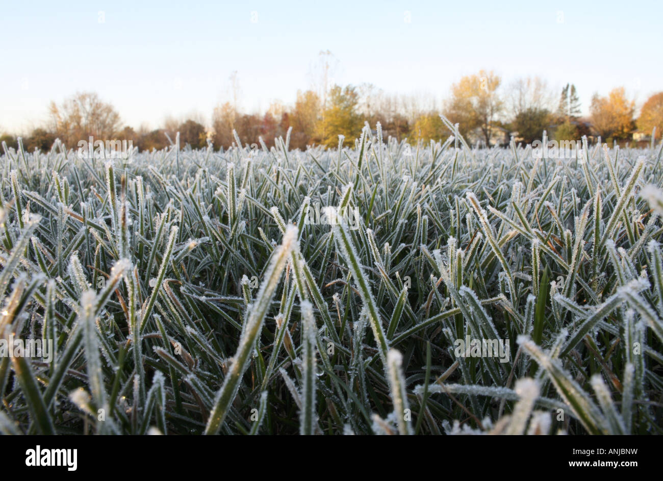 Frost Formations on Grass in a Field Stock Photo - Alamy