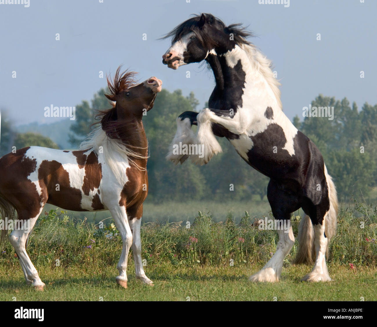 Gypsy Vanner Horse stallion rearing up with PintoArabian gelding ...