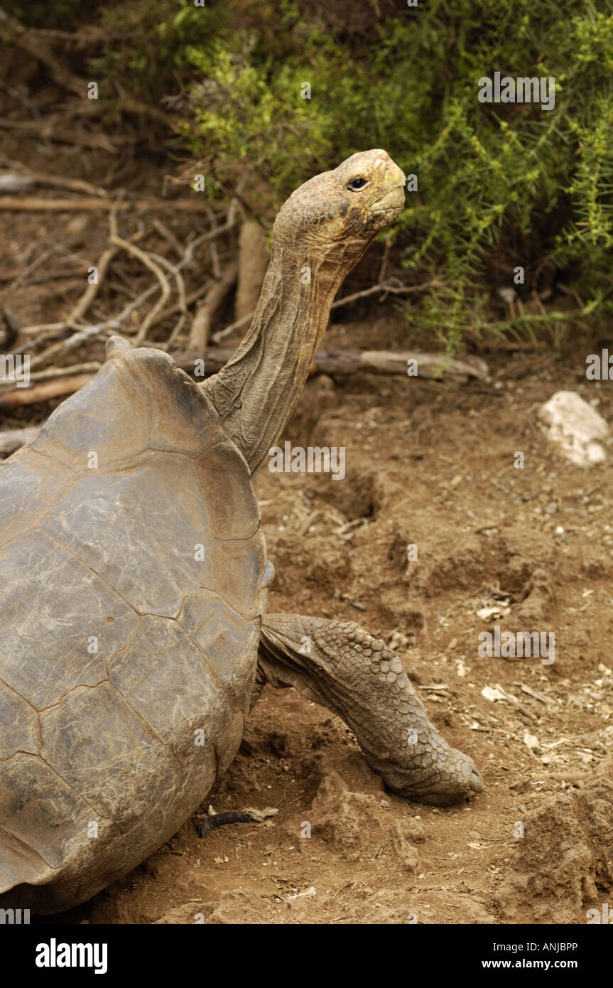 Giant tortoise at Charles Darwin Research Station Galapagos Islands ...
