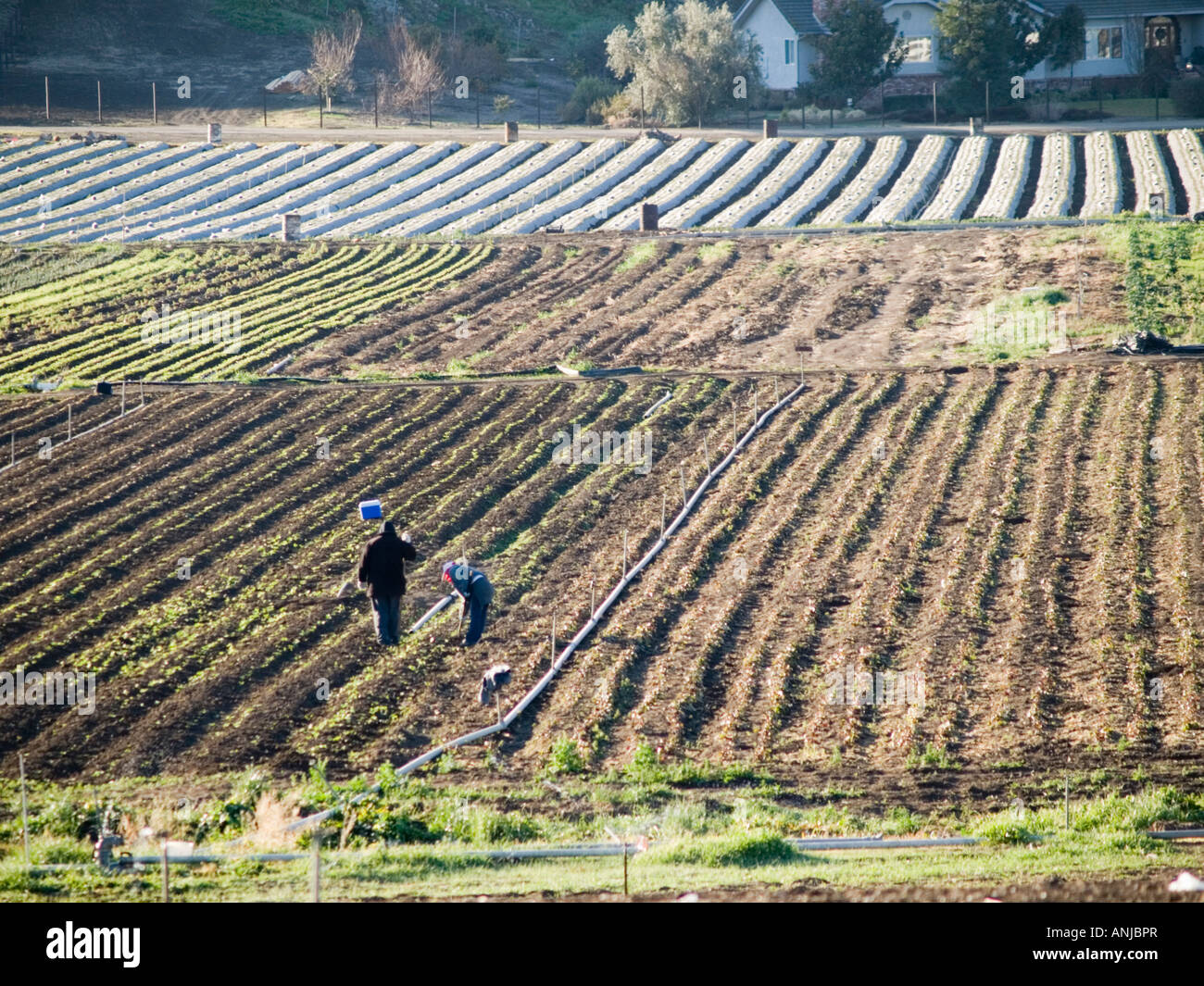 Farm fields at sunrise Stock Photo - Alamy