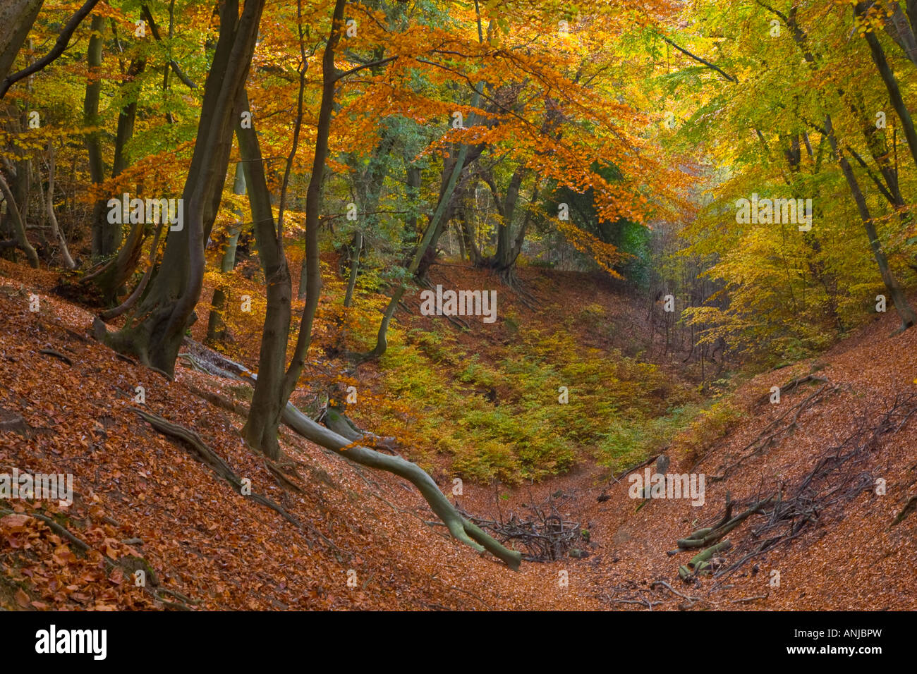 Autumn colours in a wood in surrey England Stock Photo - Alamy
