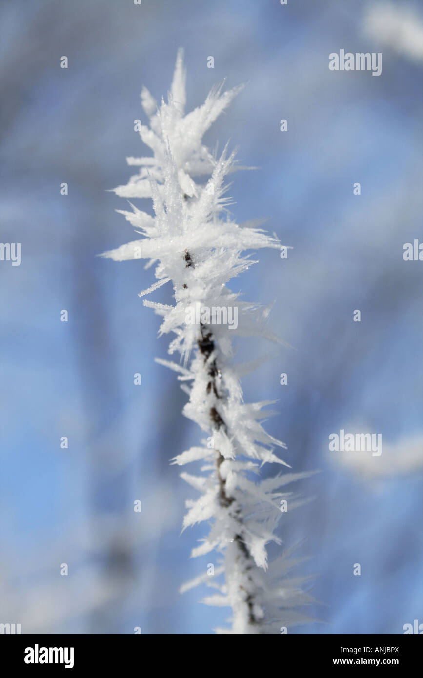 Hoar Frost Closeup on Branch Stock Photo - Alamy