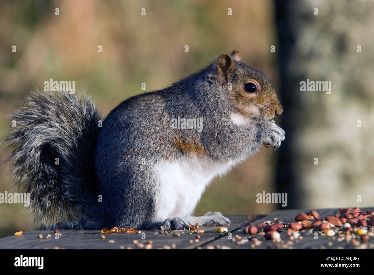 A close up side view of a grey squirrel in the English countryside ...
