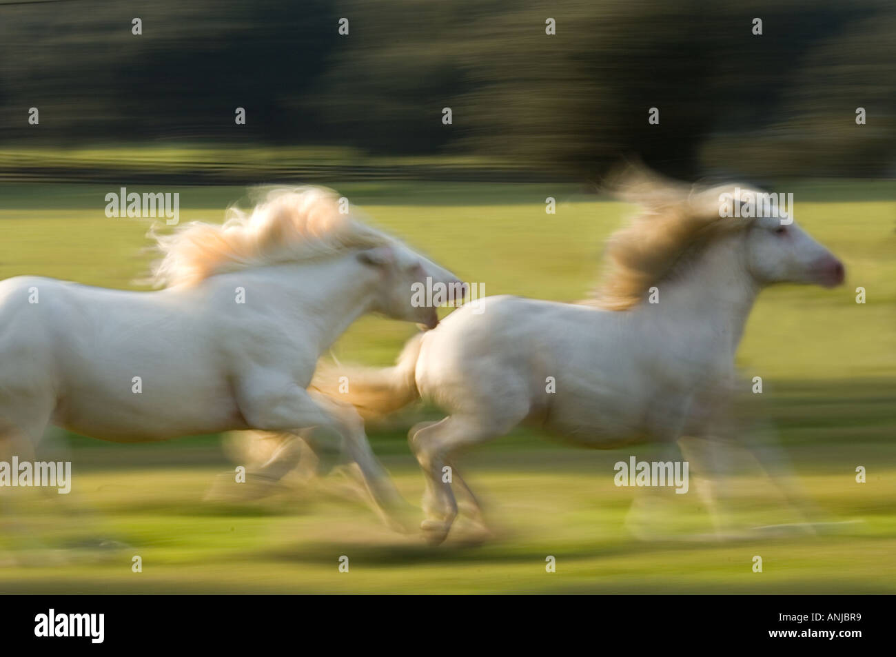 American White Draft Horse Stallion High Resolution Stock Photography ...