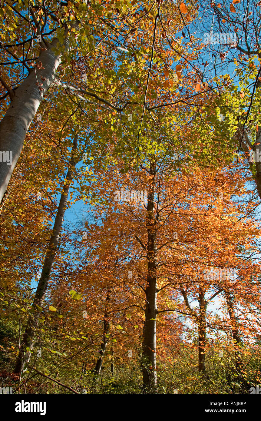 Angled leaves hi-res stock photography and images - Alamy