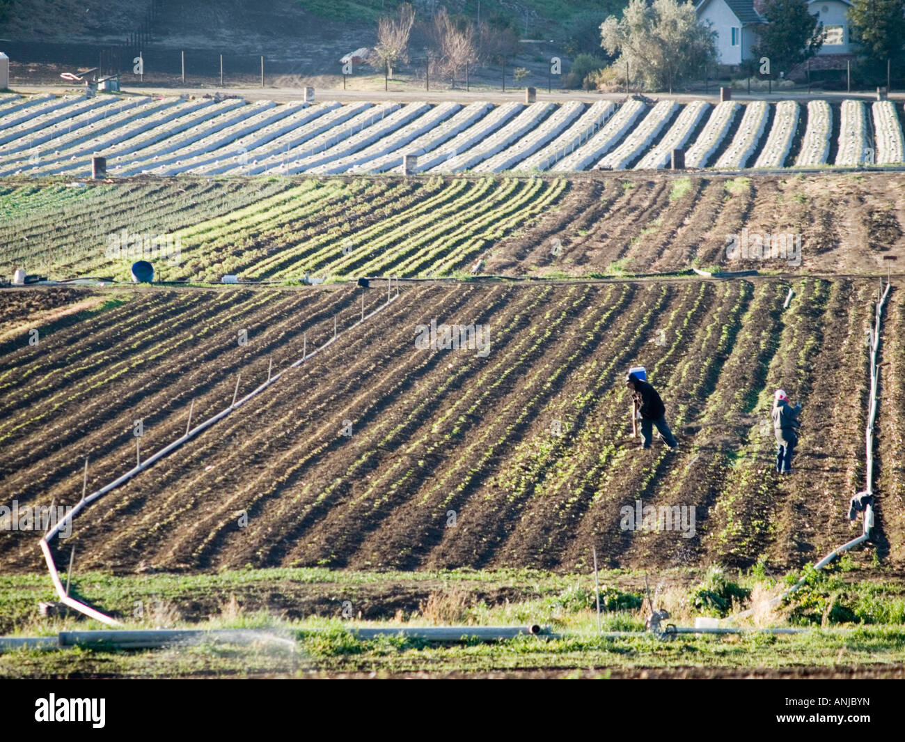 Farm fields at sunrise Stock Photo - Alamy