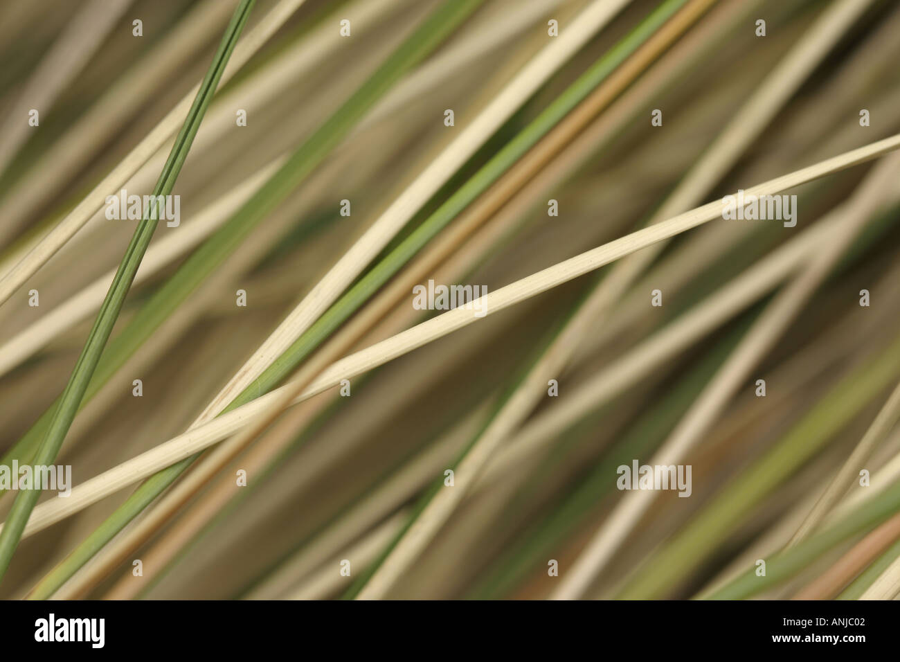Stems of grass Stock Photo - Alamy