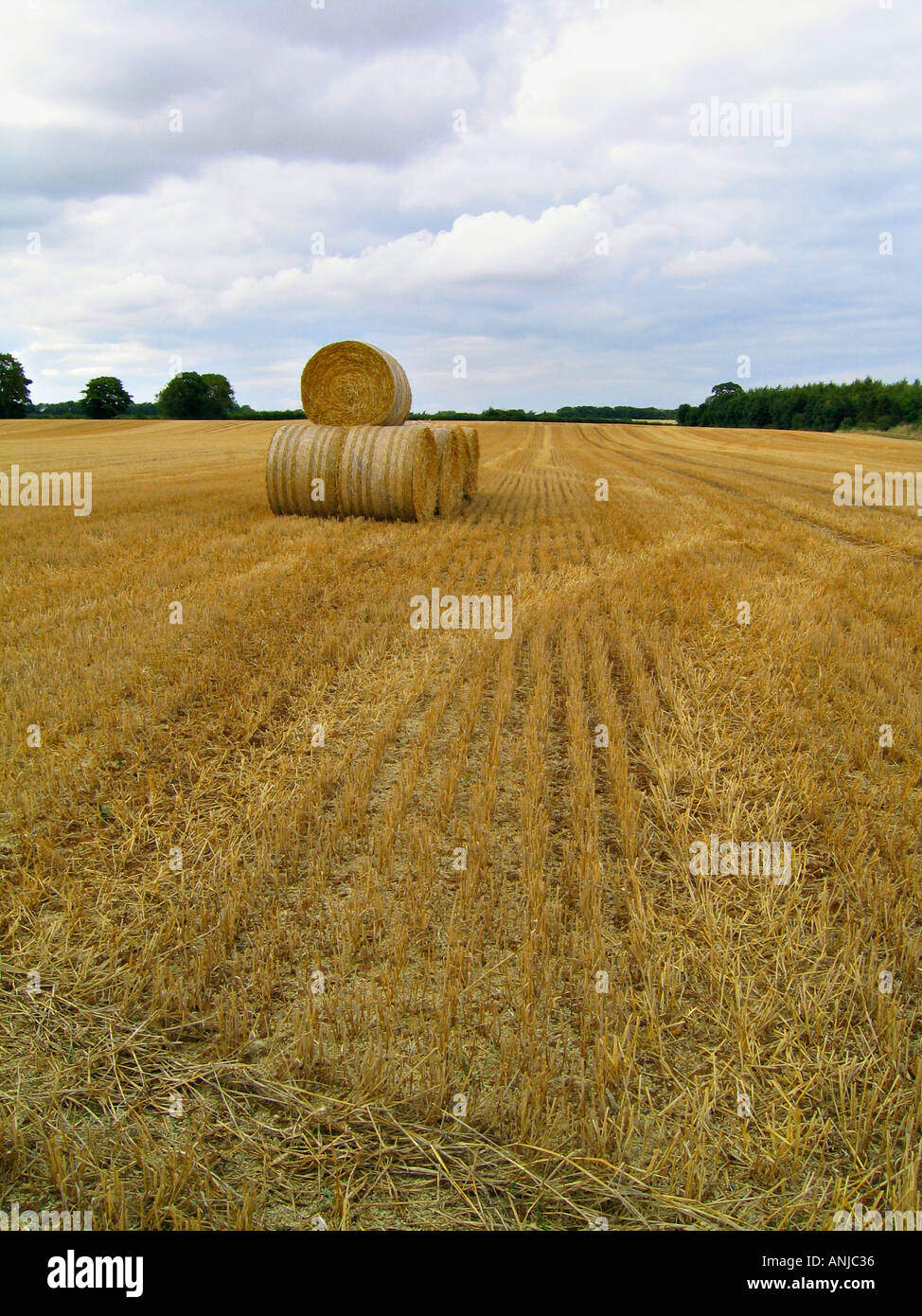 Cut corn field hi-res stock photography and images - Alamy