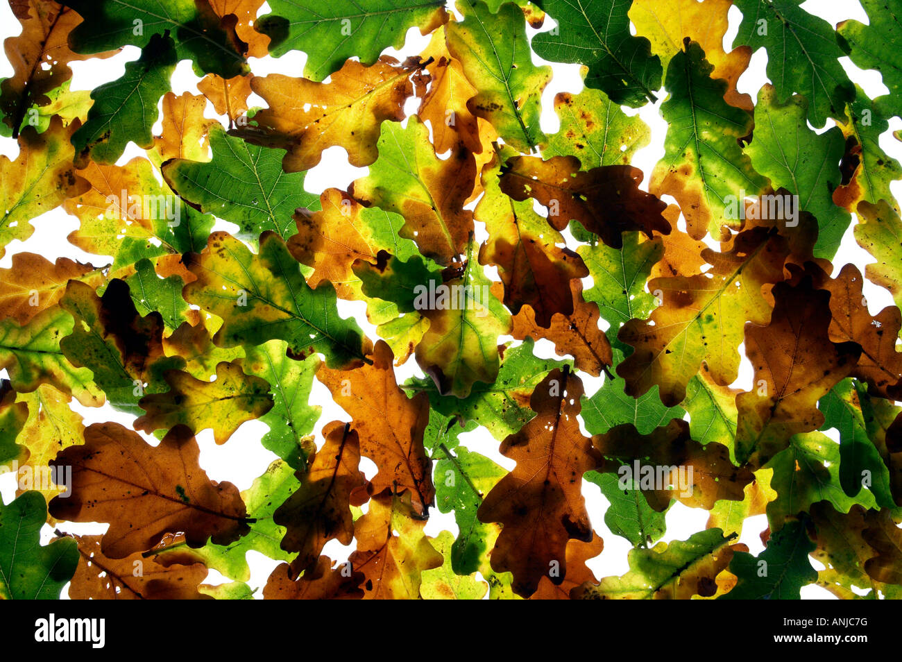 Backlit oak leaves Stock Photo - Alamy