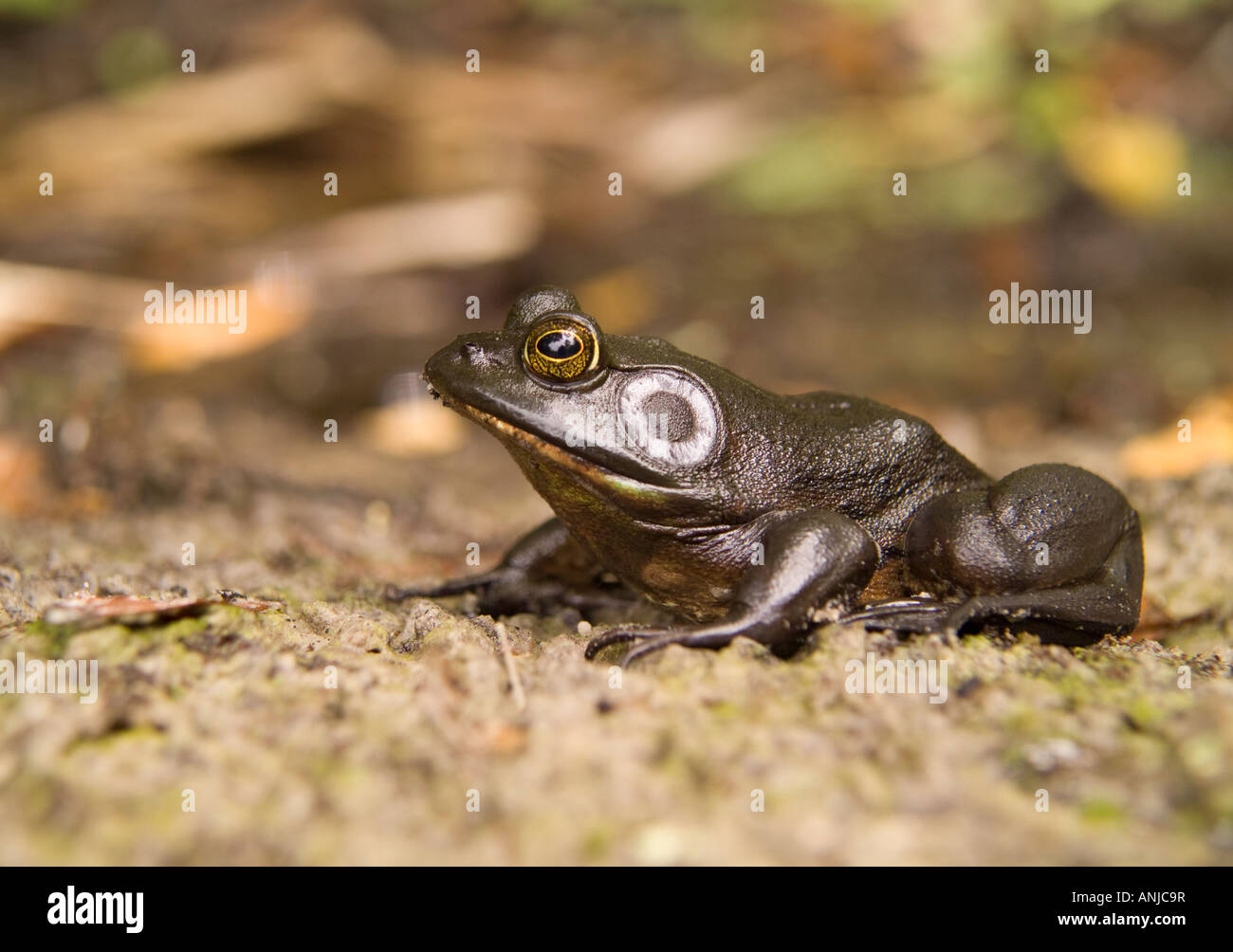 Mud river florida hi-res stock photography and images - Alamy