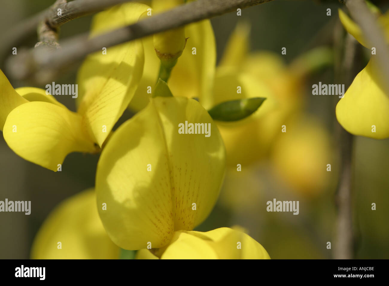 Spanish Broom Spartium junceum Stock Photo - Alamy