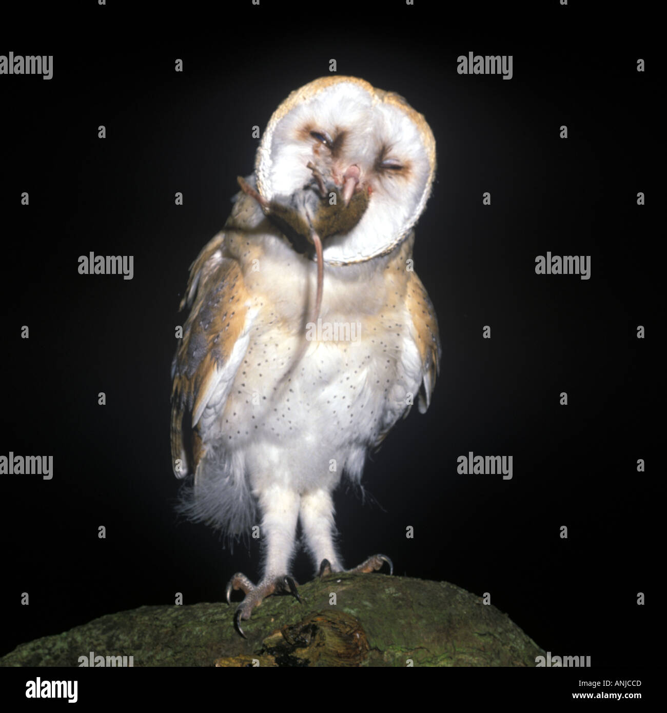 Barn Owl Eating Prey Stock Photo - Alamy