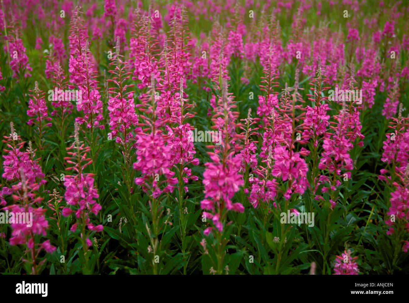 AK Lake Clark National Park Alaska fireweed wildflowers wild flowers ...