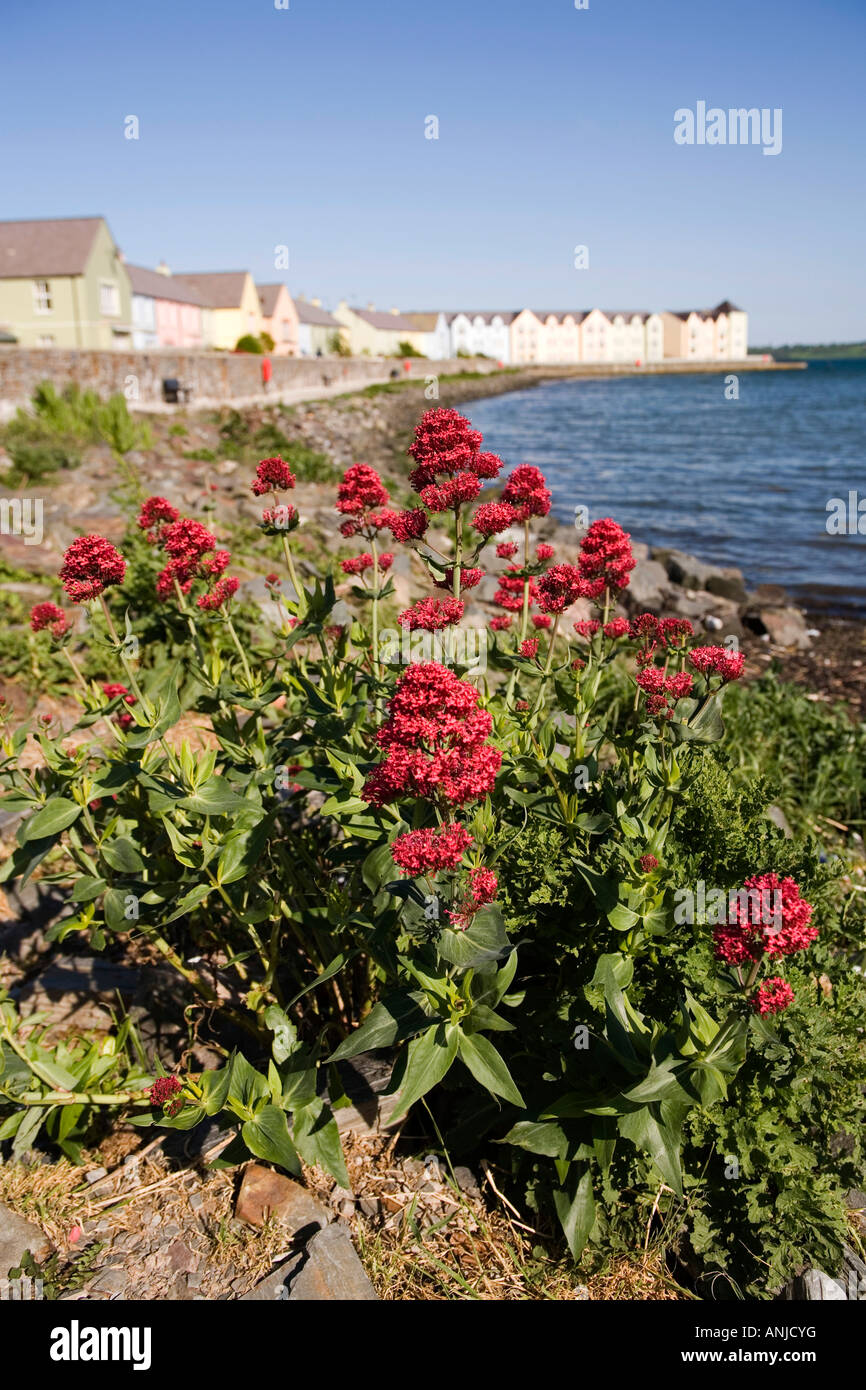 UK Northern Ireland County Down Killyleagh valerian plants growing at ...