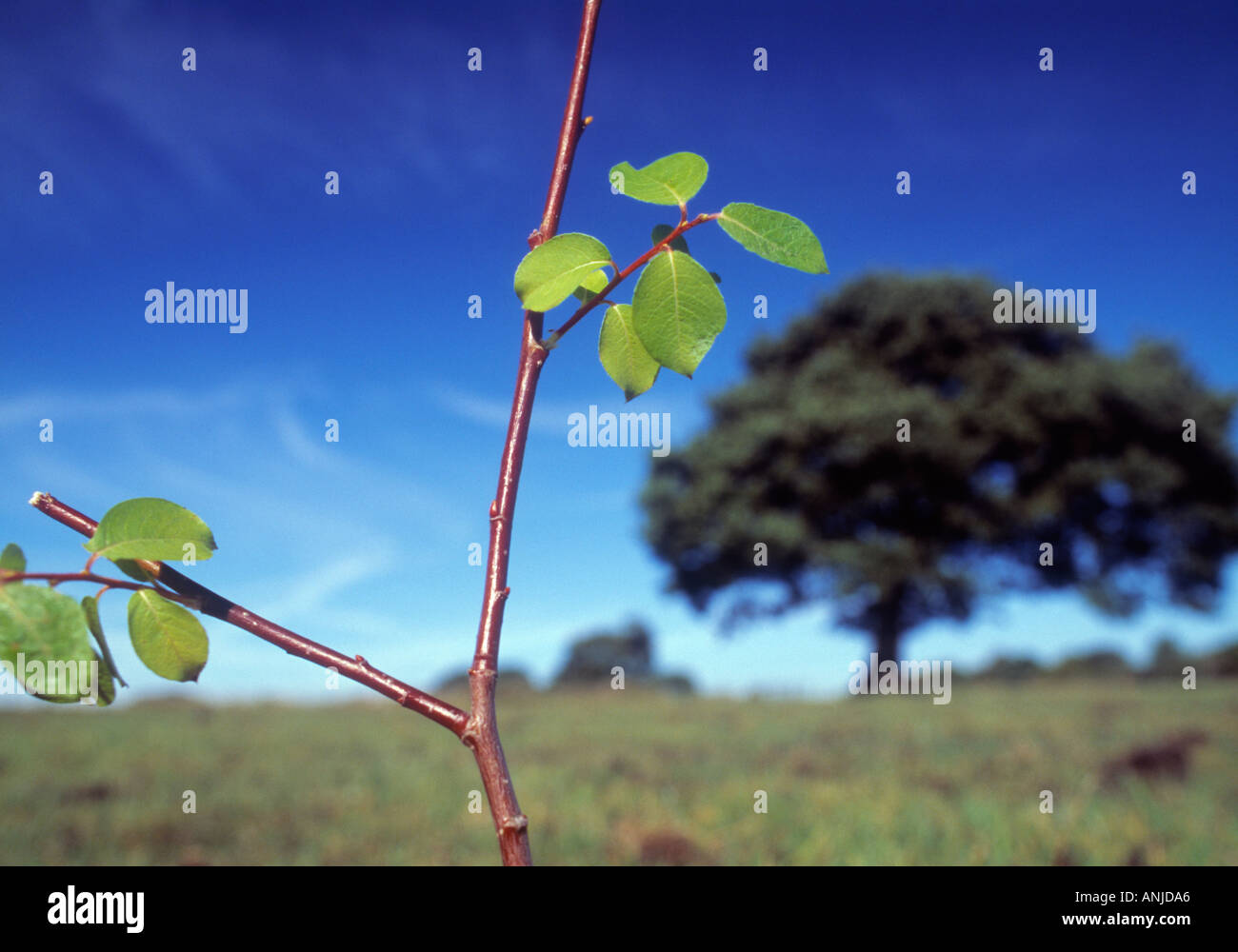Sapling and mature tree hi-res stock photography and images - Alamy