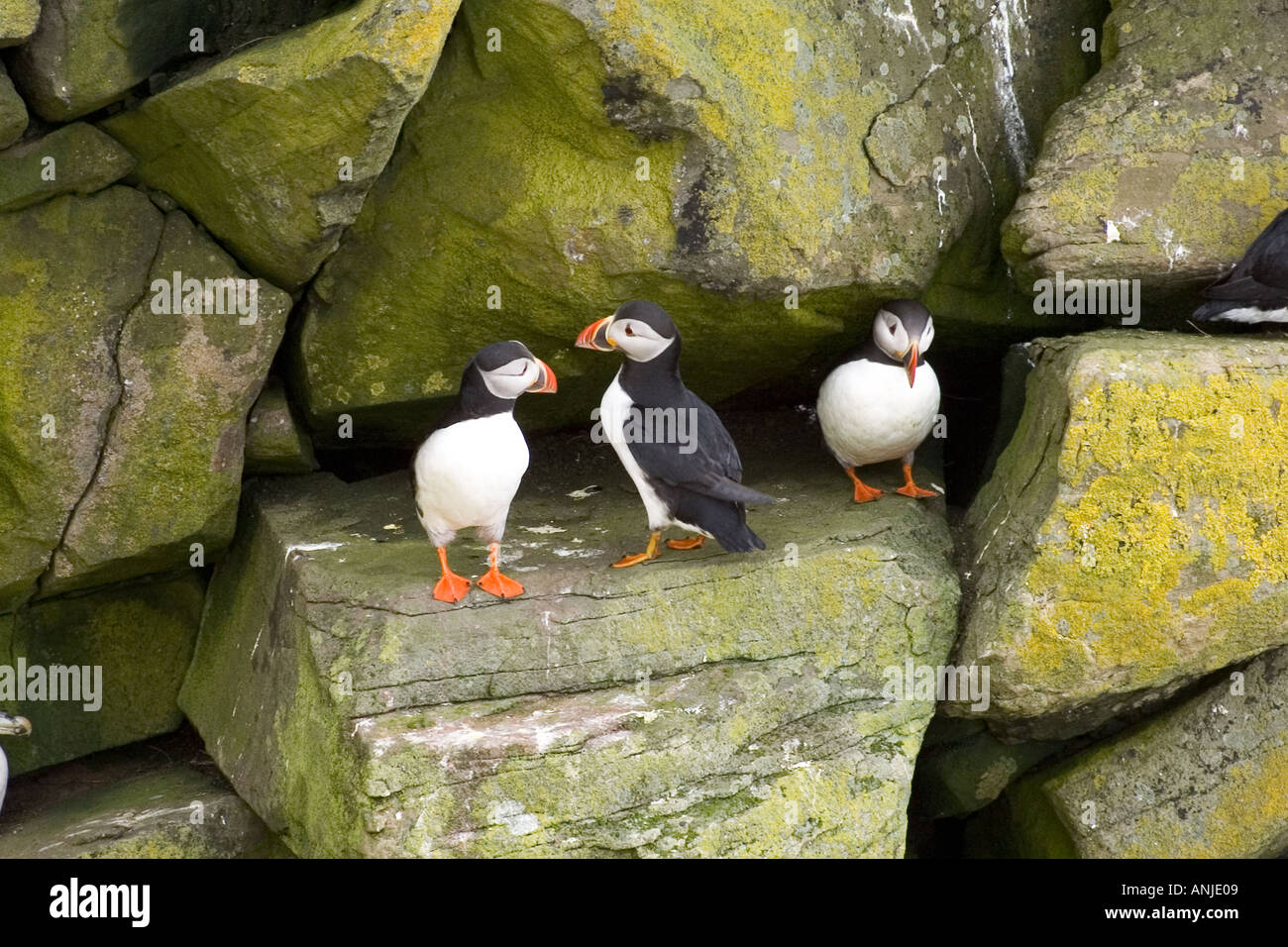 Three puffins on ledge Shetland Isles Stock Photo - Alamy
