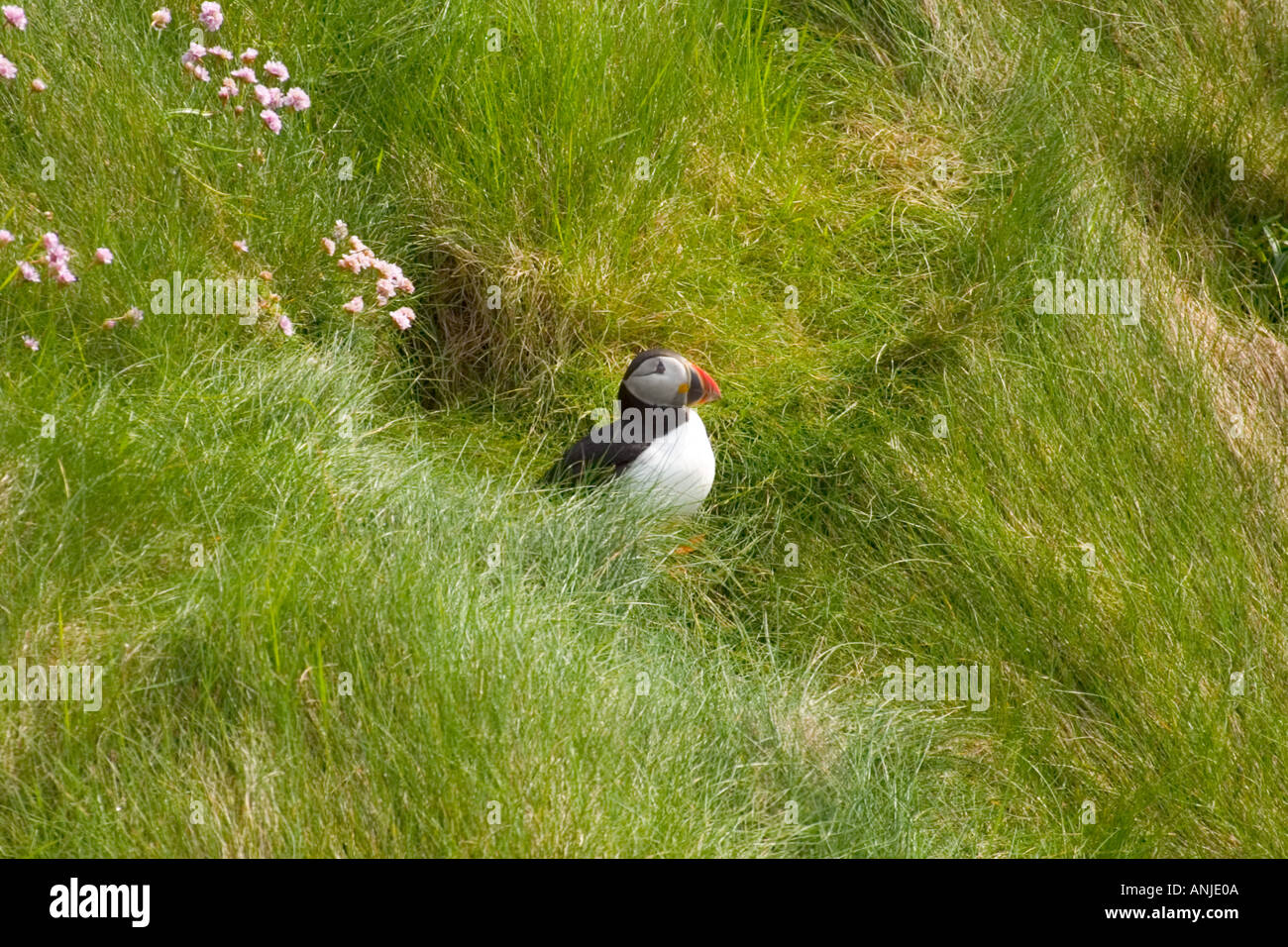 Puffin outside burrow on grassy slope Stock Photo - Alamy