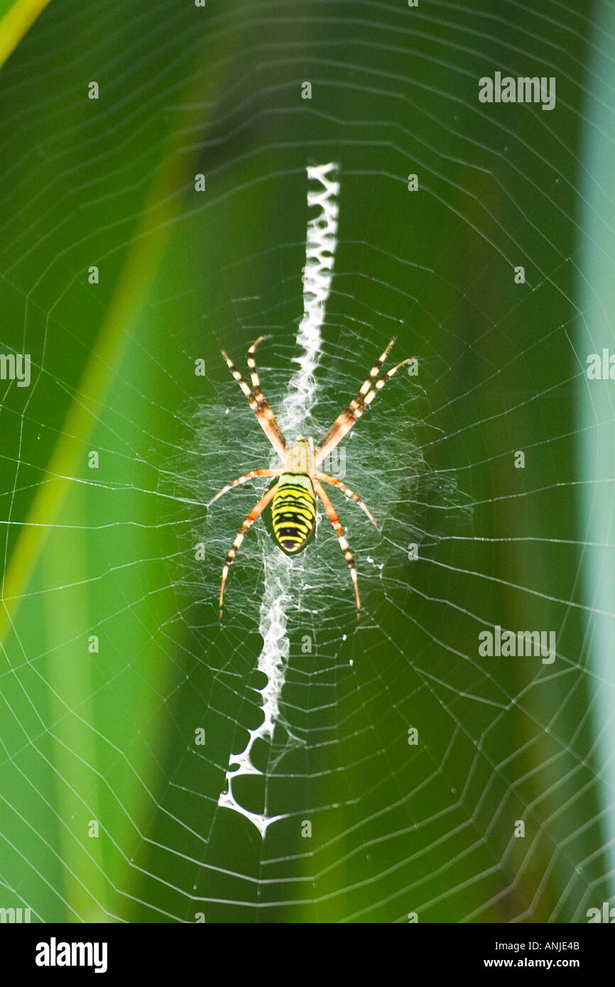 Cobweb spider on building hi-res stock photography and images - Alamy