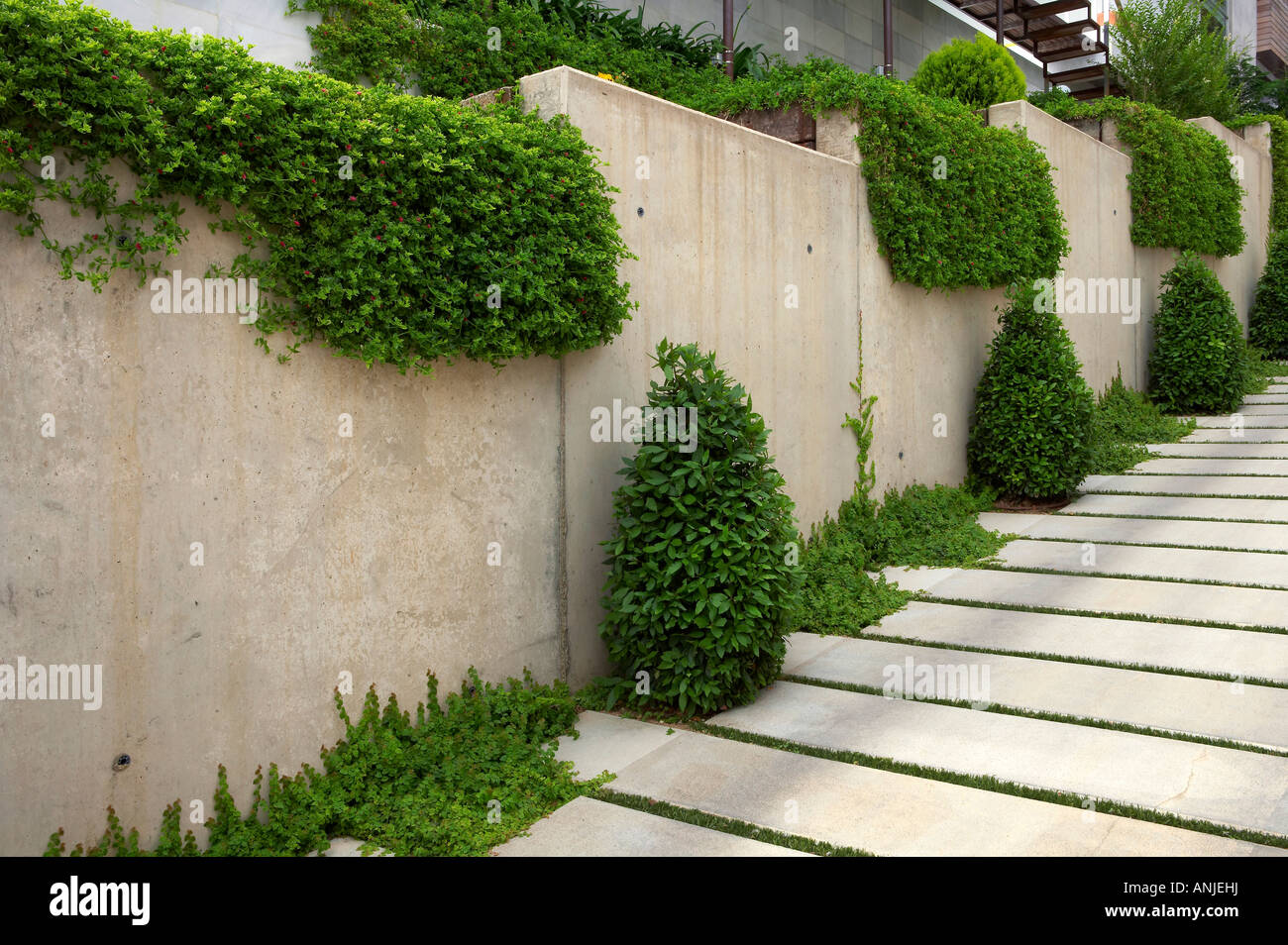 Concrete pathway with shrubs on wall Stock Photo - Alamy