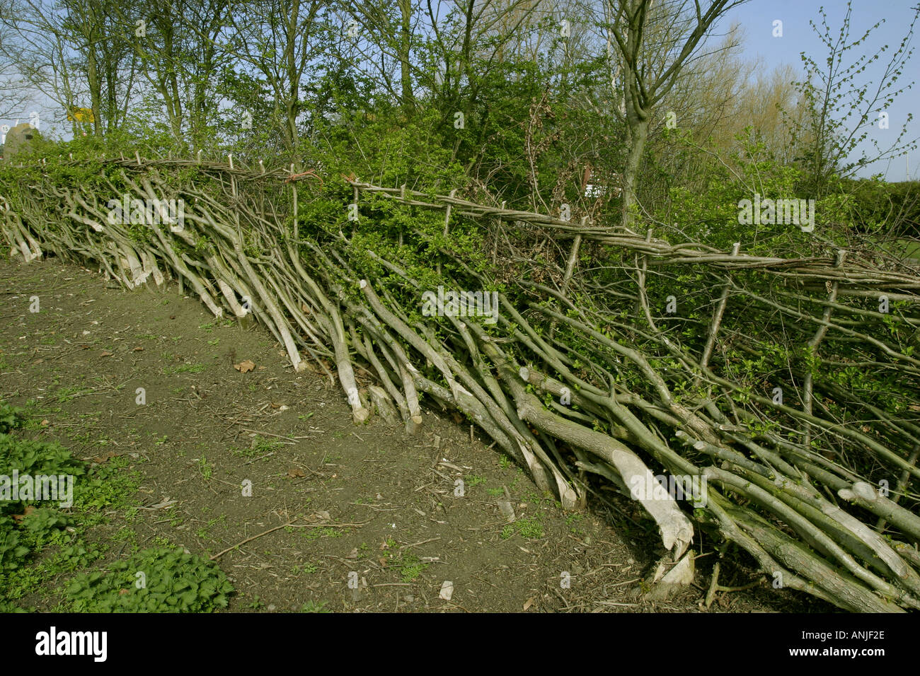 Hawthorn hedge layered and used as a fence Wales Stock Photo - Alamy