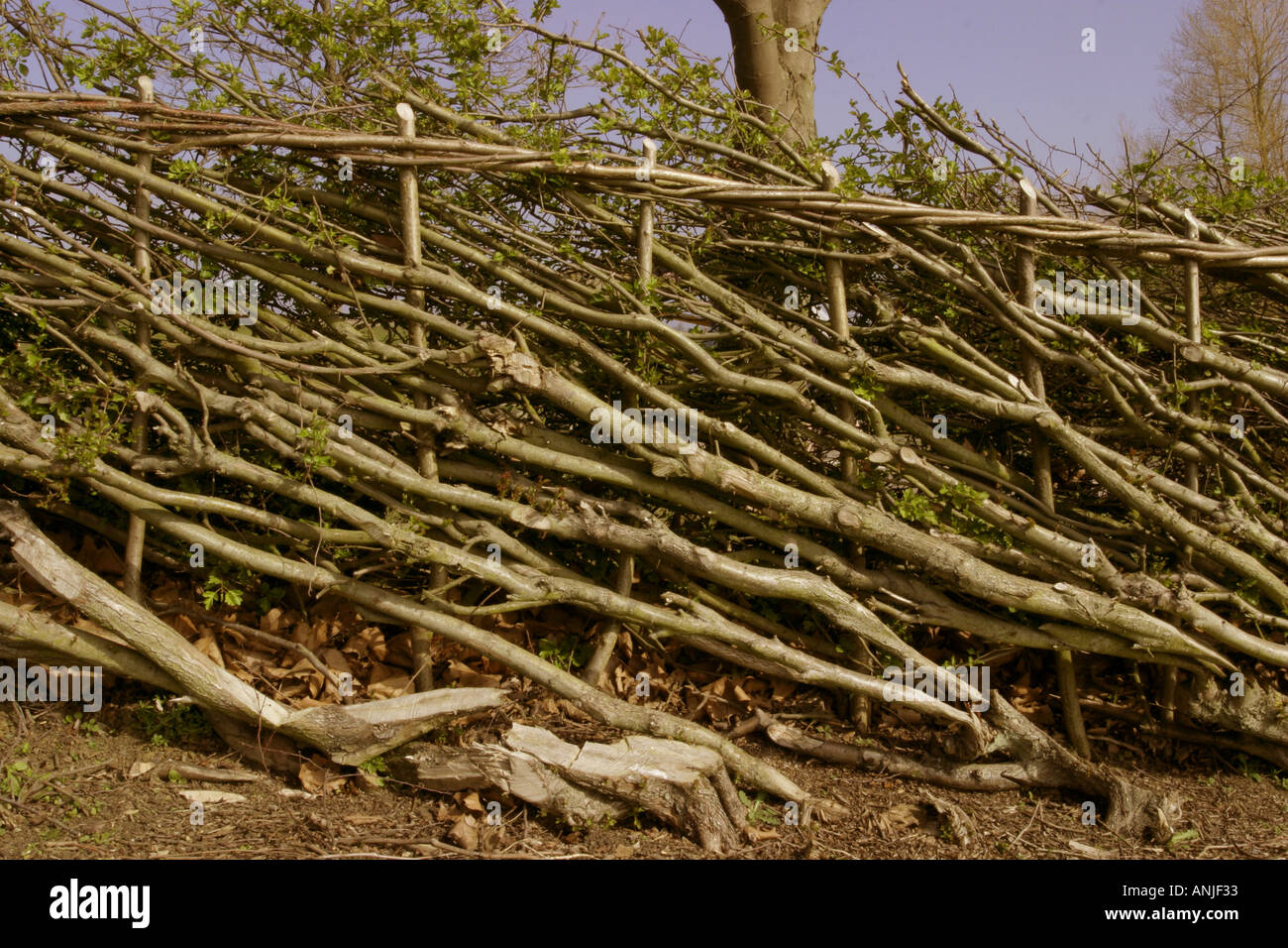 Layered hedges hi-res stock photography and images - Alamy