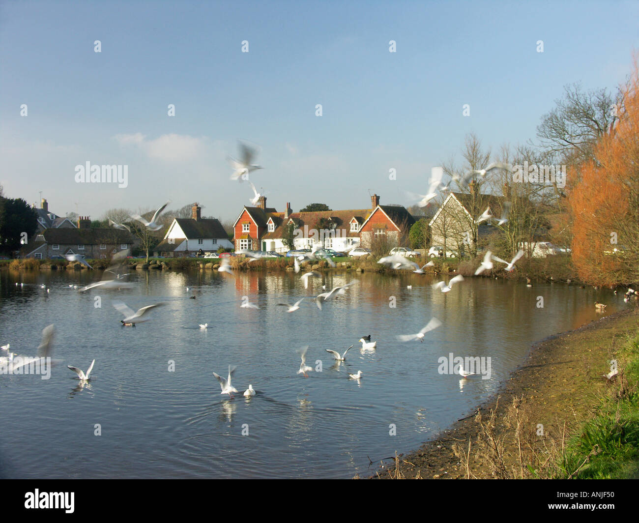 Falmer Pond High Resolution Stock Photography and Images - Alamy