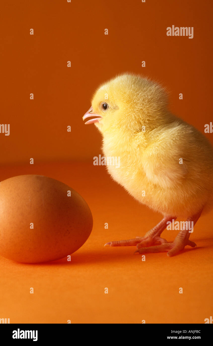 Chick hatch egg hi-res stock photography and images - Alamy